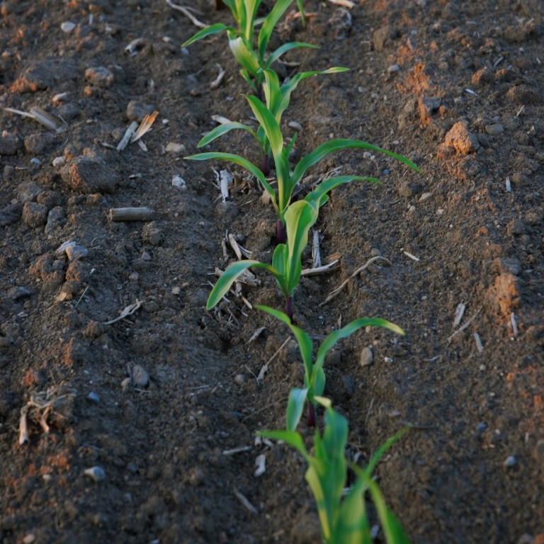 The right corn hybrid for your soil? - Country Guide