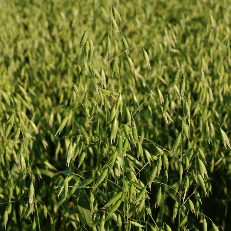 New in spring cereal crop varieties for Eastern Canada