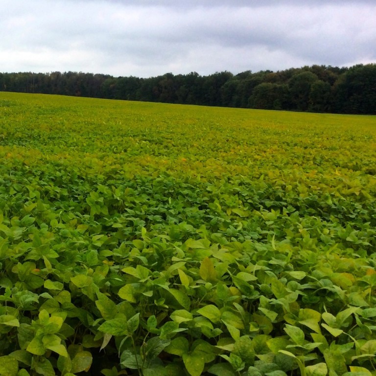 Short-season soybean varieties finding favour with growers