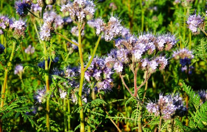 The marketability of soybean straw