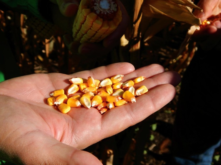 Monsanto to produce corn varieties suited for Western Canada