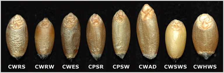 Wheat class changes see the end of KVD