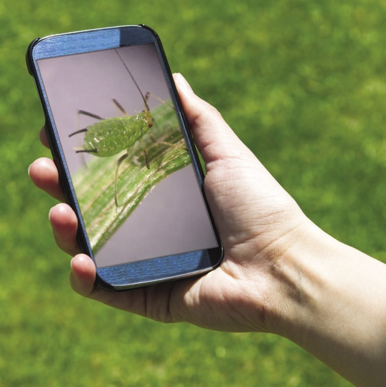 Identifying crop insects with apps
