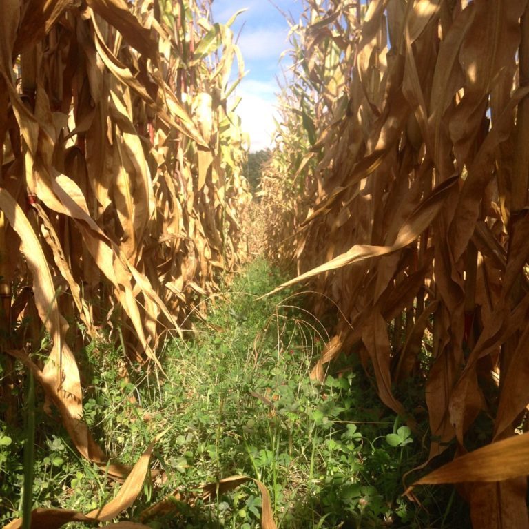 Four growers growing cover crops into standing corn