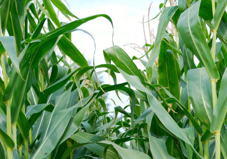 Corn silage moves west - Country Guide