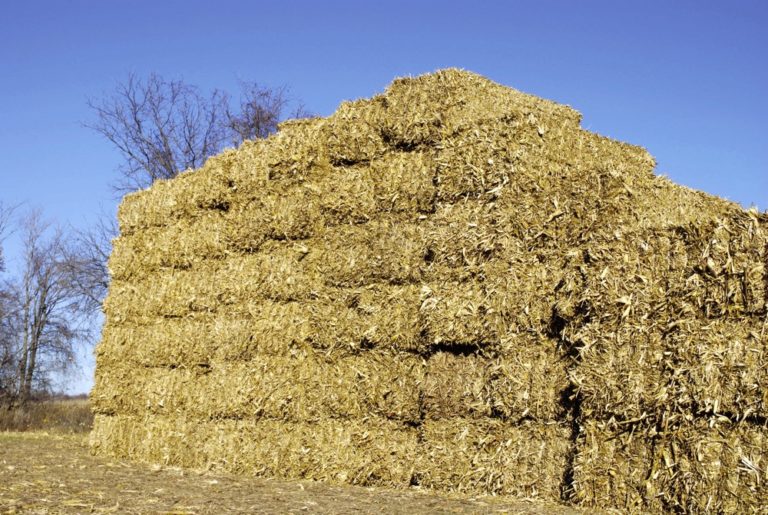 Can a biomass corn-stalk co-op succeed?