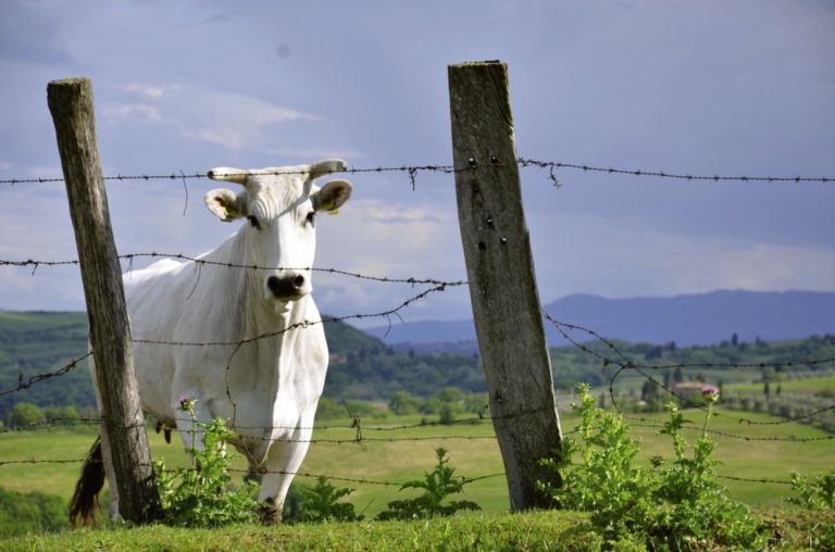 Could you make a success of an Italian farm?