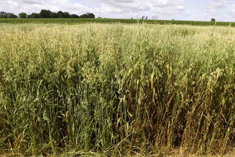 Crown rust comes after oats - Country Guide