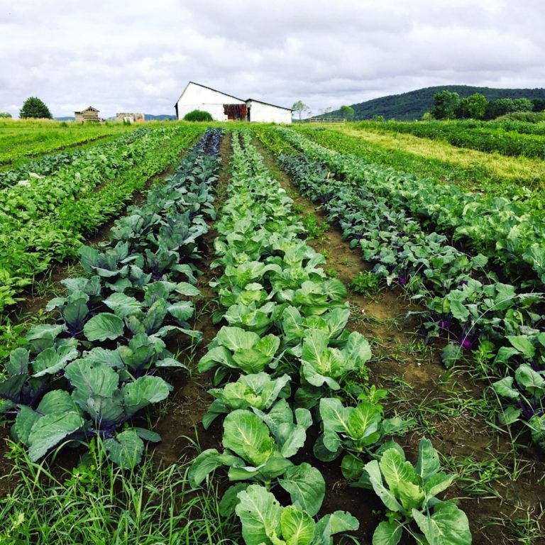 Non-conventional farmers in Canada are gaining ground
