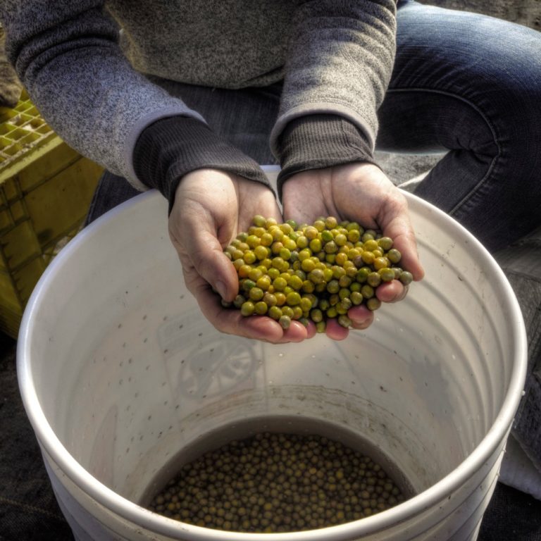 Amazia’s garden farm grows a smart business