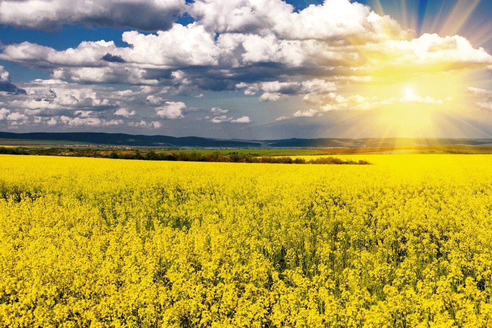 Growing canola in a dry year - Country Guide