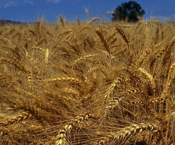Wheat models show climate change pressuring yields - Country Guide