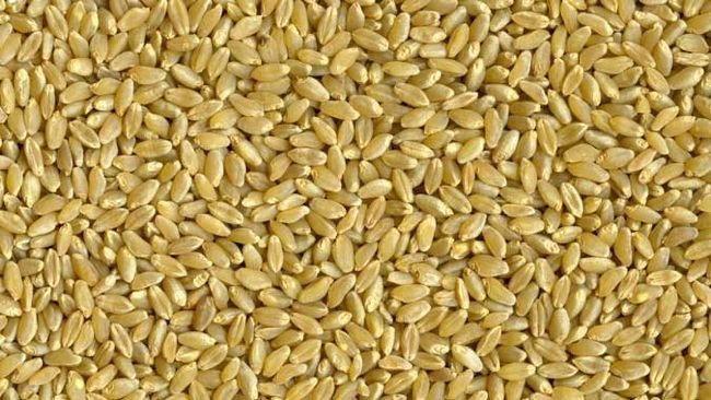 Durum at a standstill despite fresh numbers from StatsCan - Country Guide