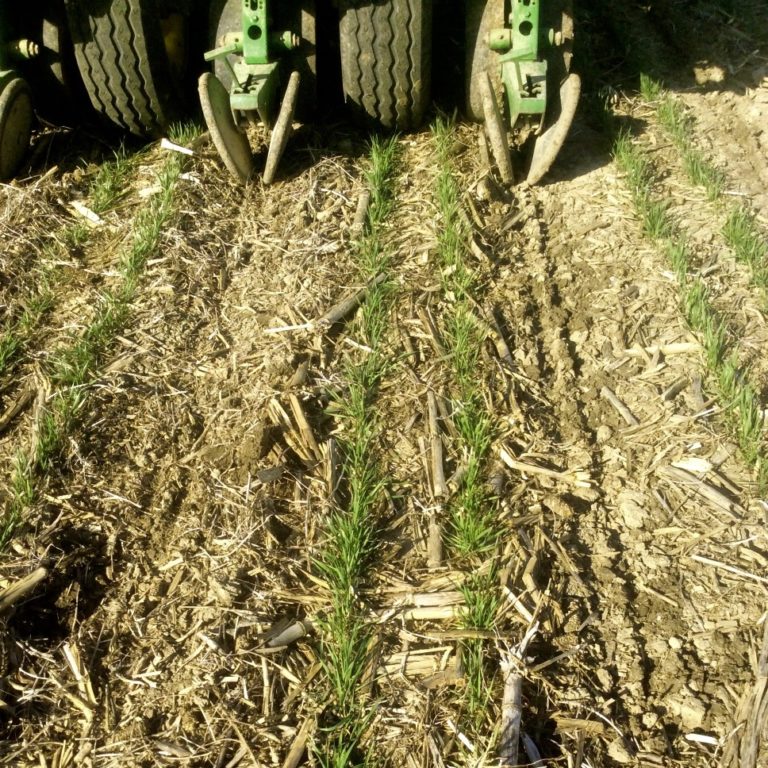 Relay Cropping: Ontario farmer aiming for three crops in two years