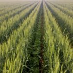 Relay Cropping: Ontario farmer aiming for three crops in two years