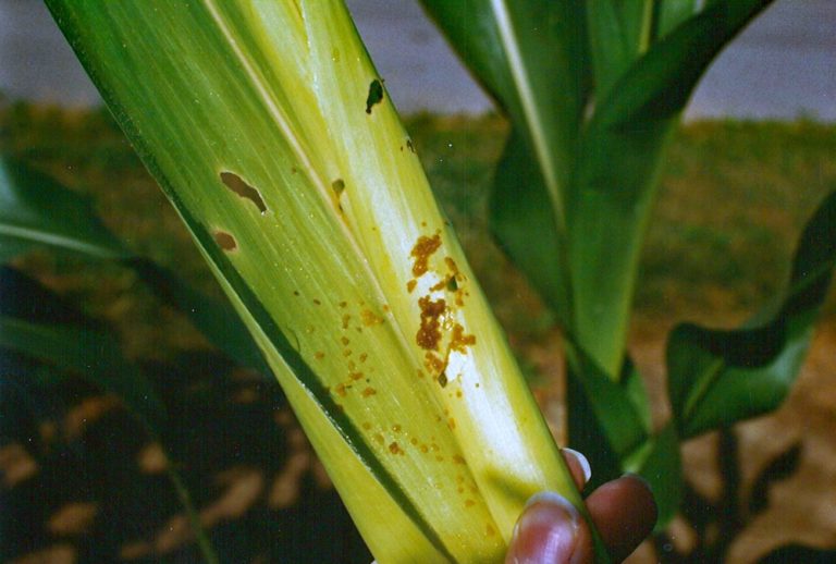 20 years of Bt corn hybrids - Country Guide