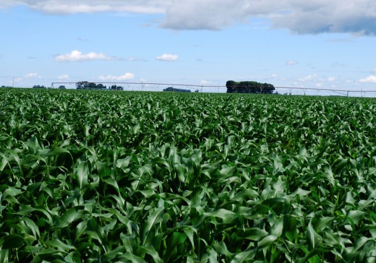 Will the next corn battle be East versus West?