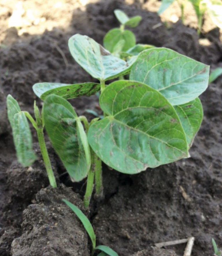 Pest Patrol: Managing volunteer adzuki beans - Country Guide