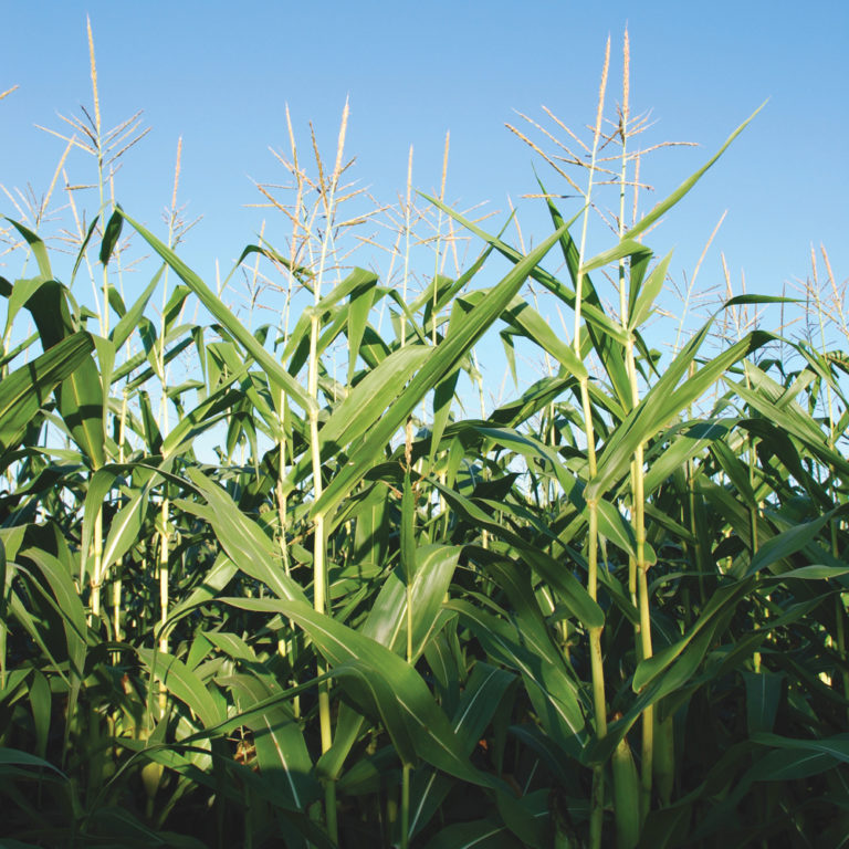 Is the crop you're choosing to grow making efficient use of water?