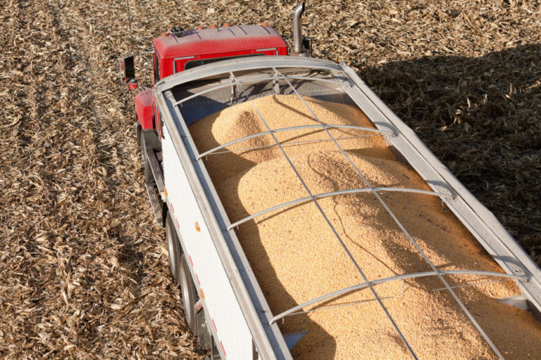 Why the 2019 corn growing season is far from over - Country Guide