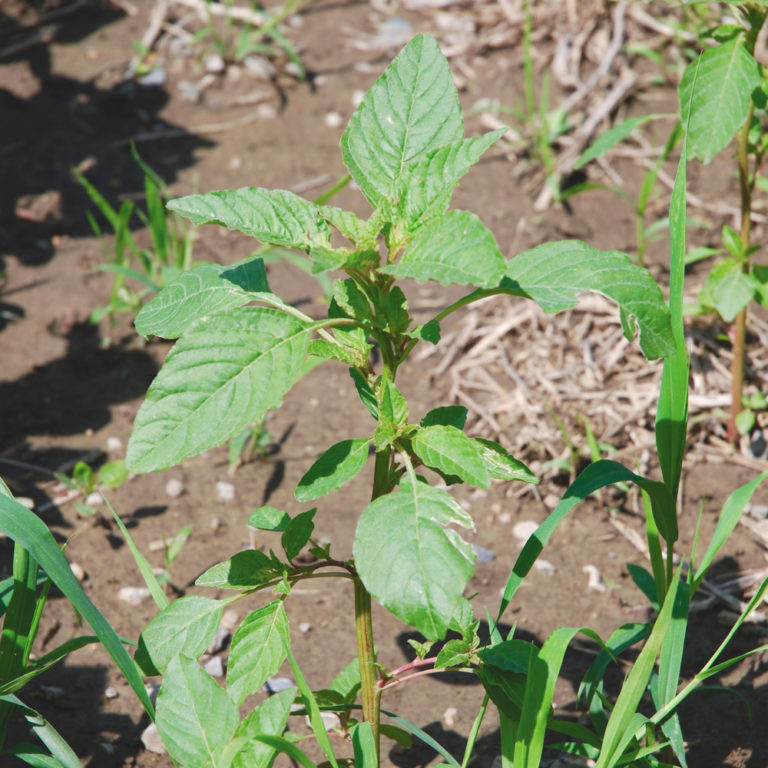 The latest on waterhemp - Country Guide