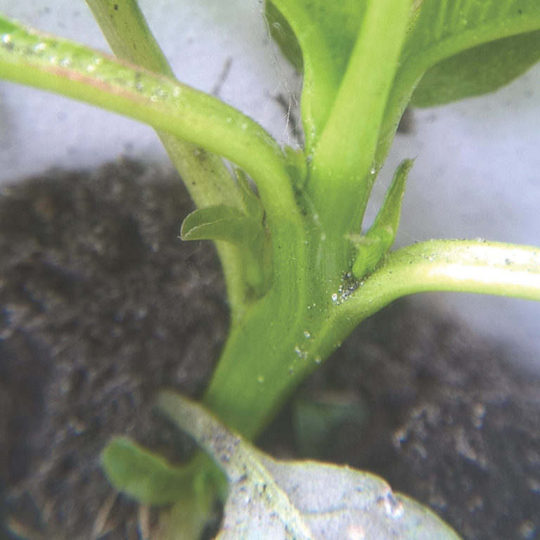 The latest on waterhemp - Country Guide