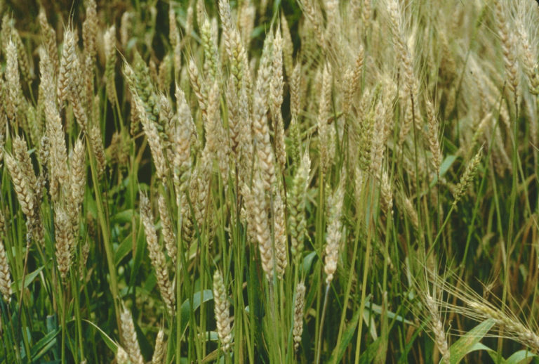 The best crop row spacing is… - Country Guide