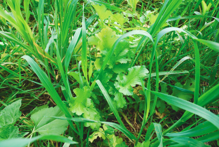 The best crop row spacing is… - Country Guide