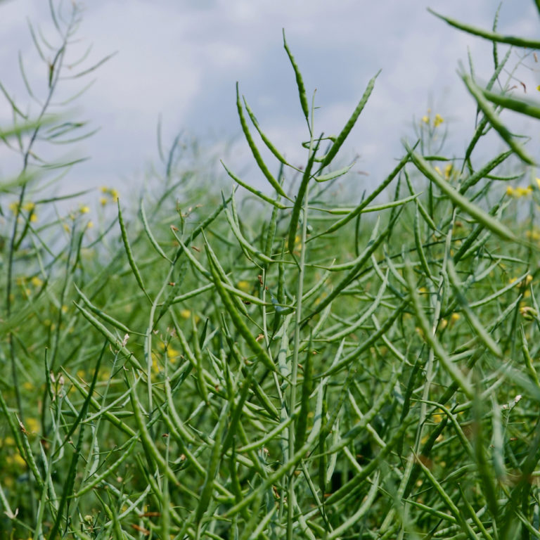 Winter canola could be your next ‘third crop’ - Country Guide