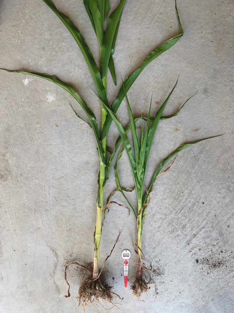 A new era of agronomics and genetics for corn - Country Guide