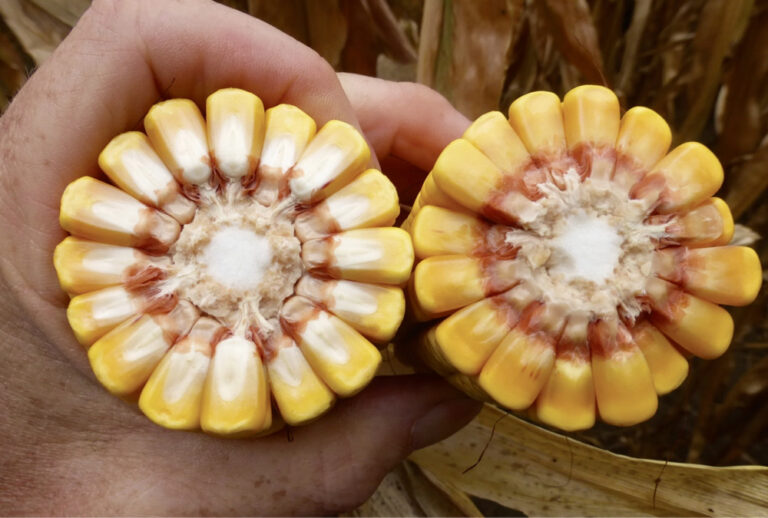 Focus on the ear leaf in corn production - Country Guide
