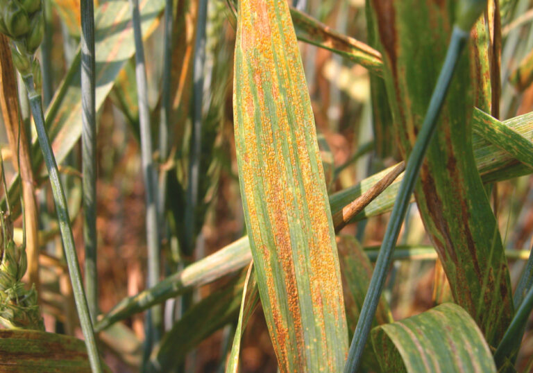 Detecting Stripe Rust In Wheat Before It Strikes Country Guide