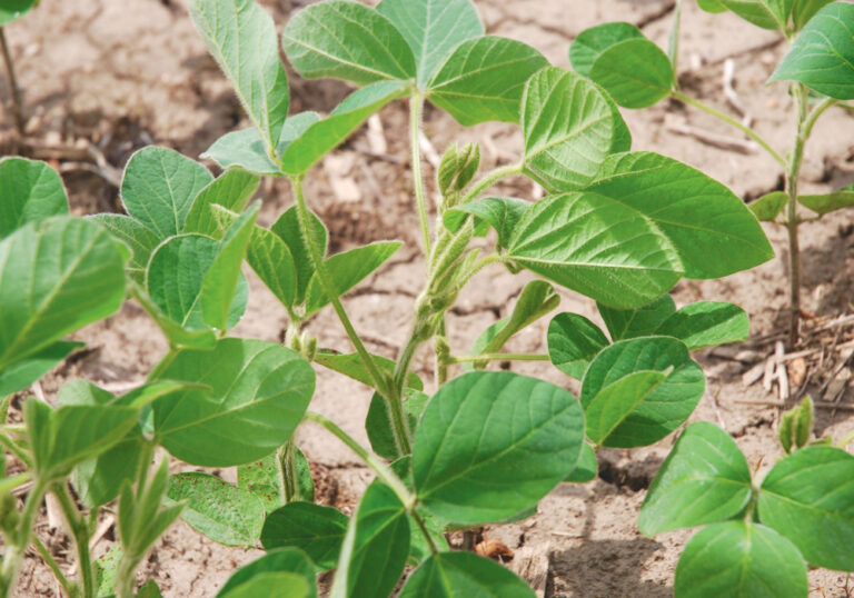 Soybean inoculant a rare find - Country Guide