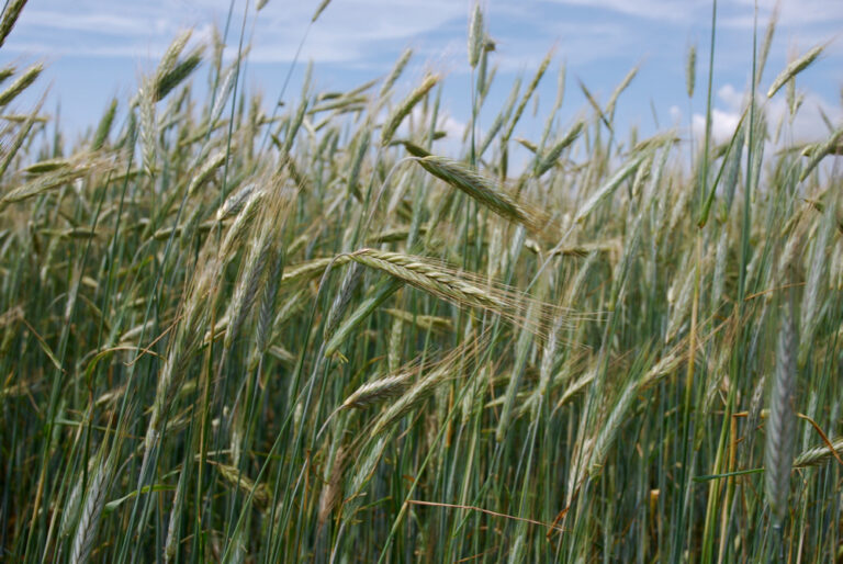 Tips and tricks for successful baled silage - Country Guide