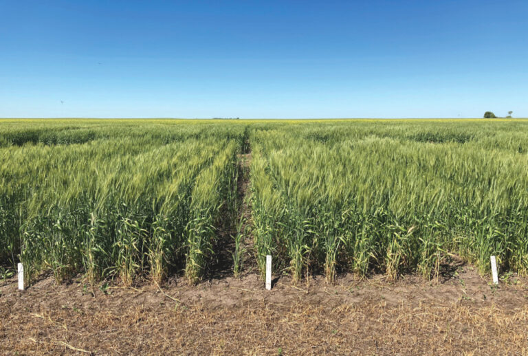 New in nitrogen stabilizers - Country Guide