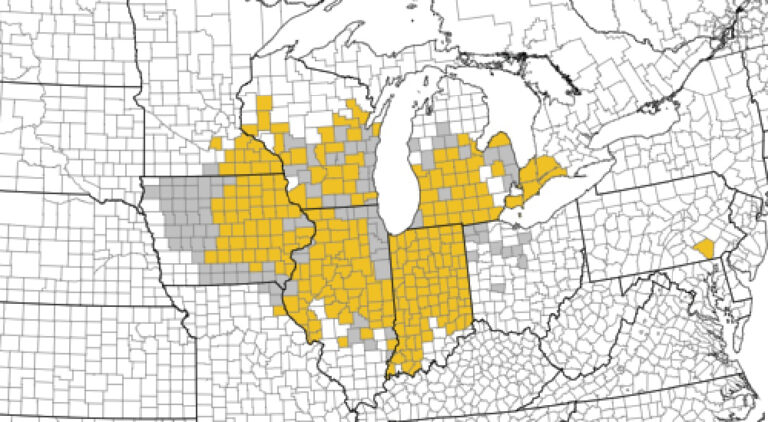 Tracking tar spot in Ontario - Country Guide