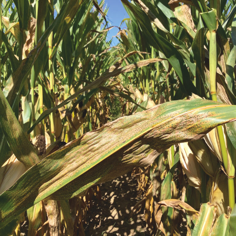 Tracking tar spot in Ontario - Country Guide