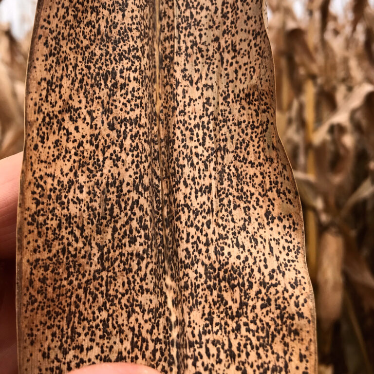 Tracking tar spot in Ontario - Country Guide