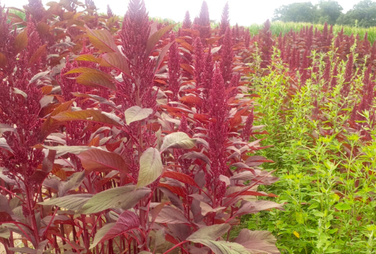 A new success story - Country Guide