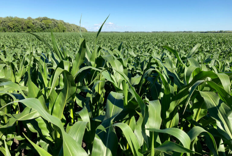 Going wide on corn row spacing - Country Guide