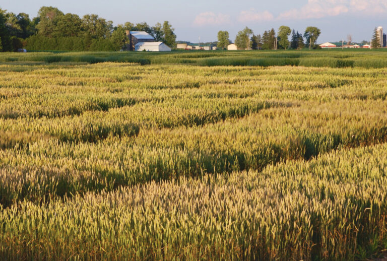 The next step to GMO wheat - Country Guide