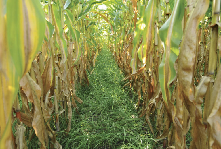 Crunching the numbers on cover crops - Country Guide