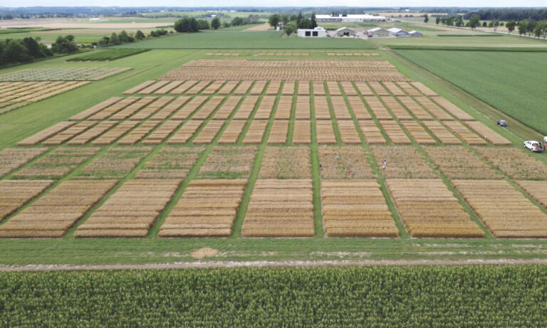 Growing wheat in Eastern Canada - Country Guide
