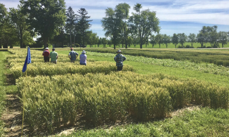 Growing wheat in Eastern Canada - Country Guide