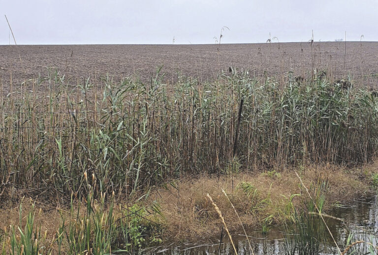 Pest Patrol: Control of phragmites with herbicides and biological ...