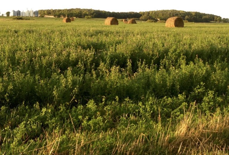 Tips and tricks for successful baled silage - Country Guide