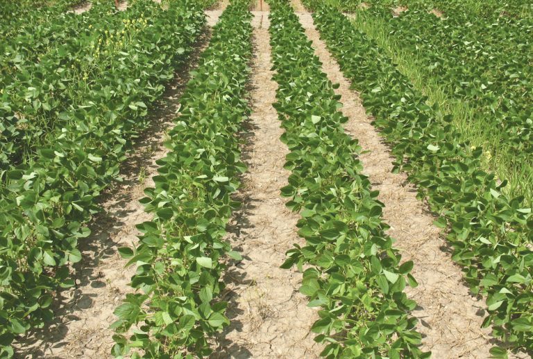 Impact of delayed post-emergence herbicide in soybean - Country Guide