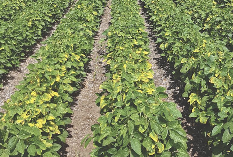 New in nitrogen stabilizers - Country Guide