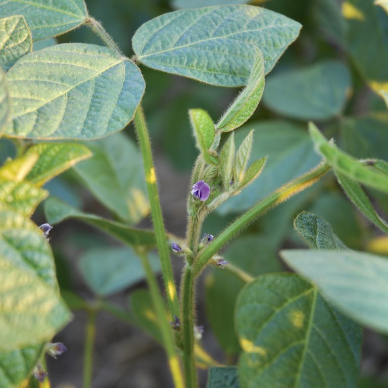 Boron. An oft-forgotten (micro) nutrient for soybeans - Country Guide