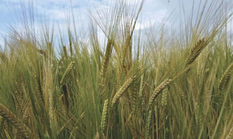 Consistency is key when it comes to growing malt barley varieties ...